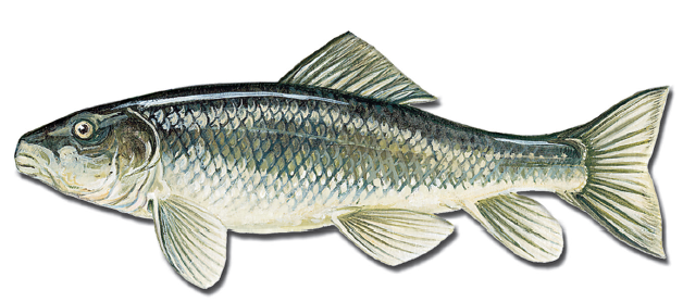 Jacob's Eagle Scout Project: My Project