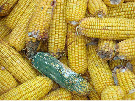 Zhengzhou Raphael Trading Co.,Ltd: How To Identify The Moldy Corn