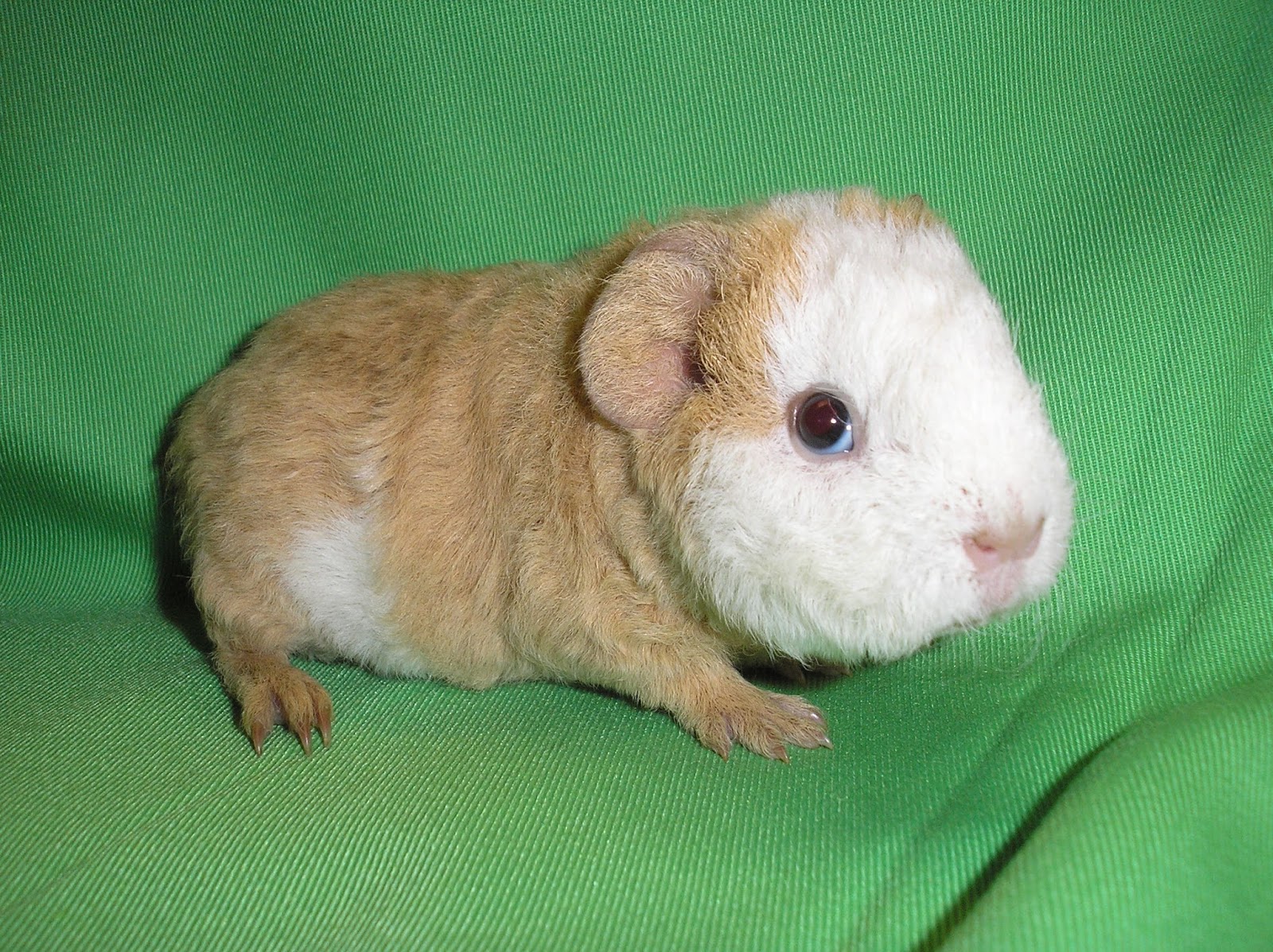 Caviastal Namasté: US-Teddy