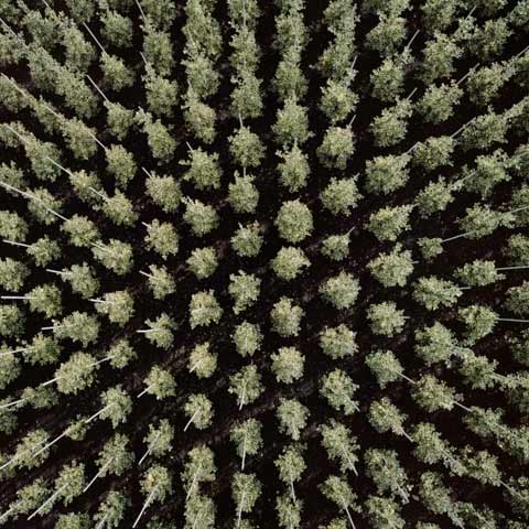 Daily Pictures: Stunning Aerial Photos of Tree Farms