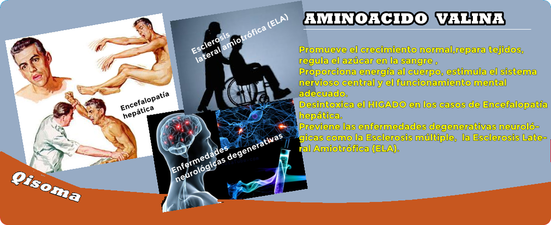 LAS ENFERMEDADES DEGENERATIVAS DEL SISTEMA NERVIOSO SE PUEDEN PREVENIR CON EL AMINOACIDO VALINA