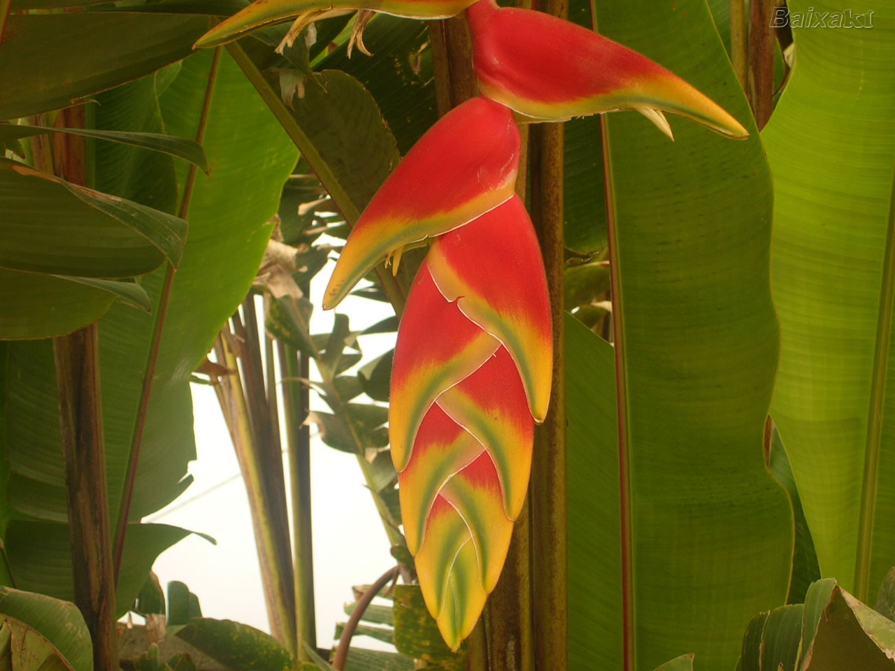 Cultura Guaraní: Flor pico de loro