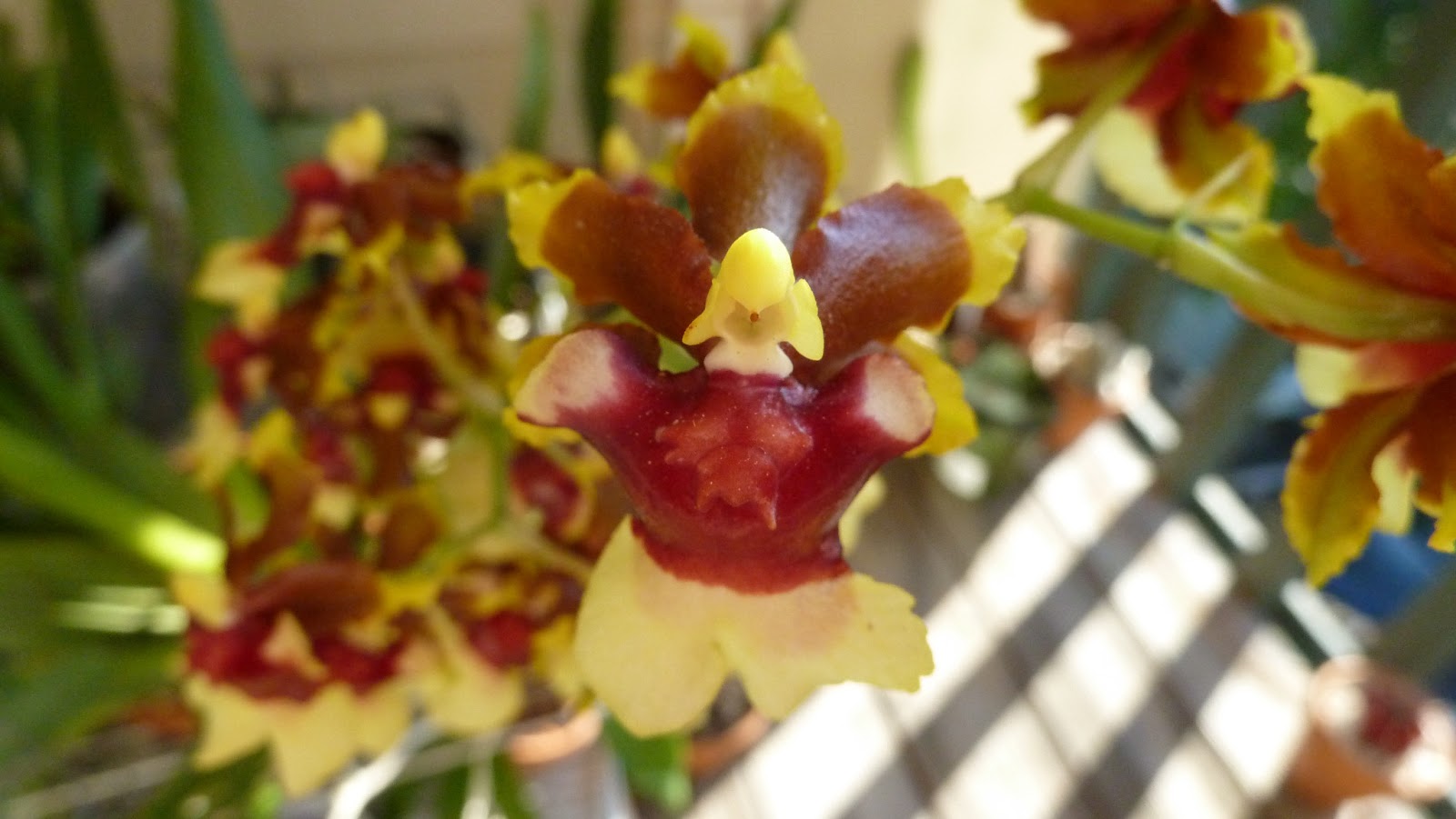 Hooray! Plants!: Oncidium Space Race 'Coco'