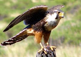 ANPP Animales y Plantas de Perú: Halcón Perdiguero - Falco femoralis