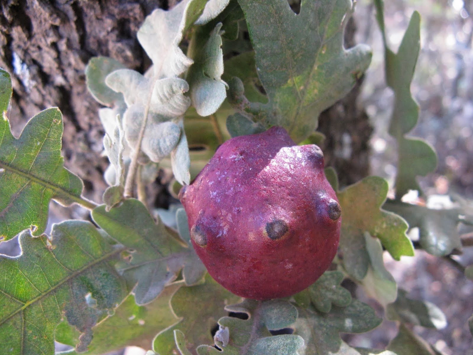 Forest Forestal: Roble rebollo o melojo