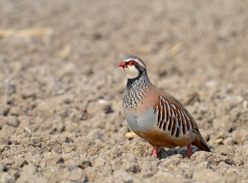Nature quand tu nous tiens...