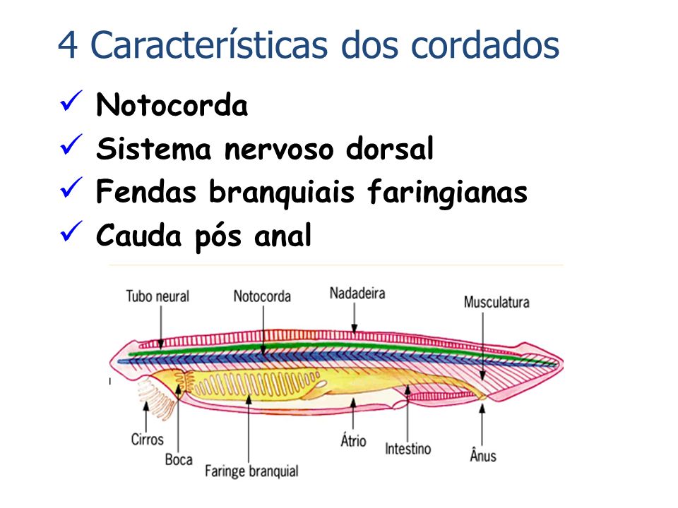 Filo cordados: introdução | Biologia: A ciência da vida