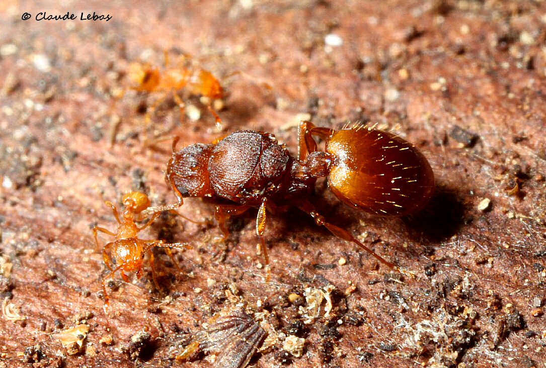 fourmis de Cuba- Hormigas de Cuba- Ants of Cuba: Wasmannia auropunctata