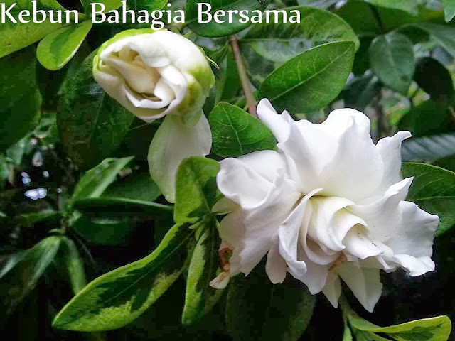 Kebun Bahagia Bersama: Variegated Gardenia jasminoides