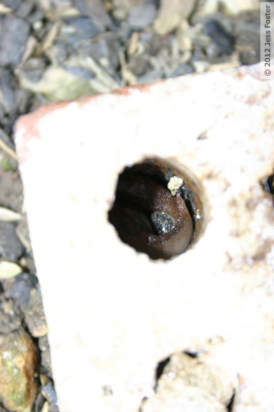 Sluggin' Along: Slug Waste Disposal: Part 2