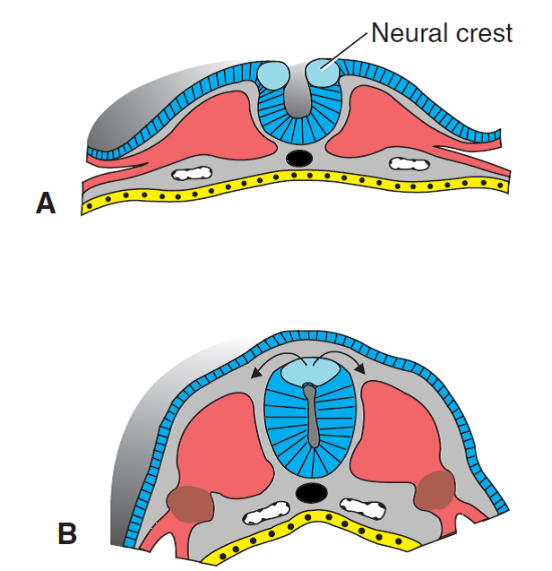 Ciencias de Joseleg: Células de la cresta neural