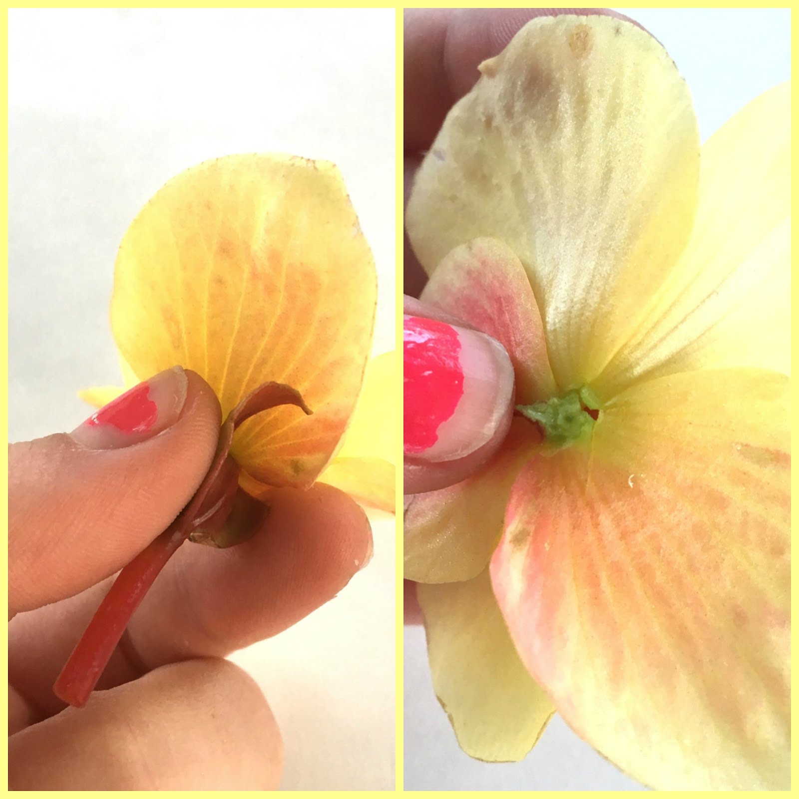 Fanciful Cuties Blog: DIY Pressed Flowers