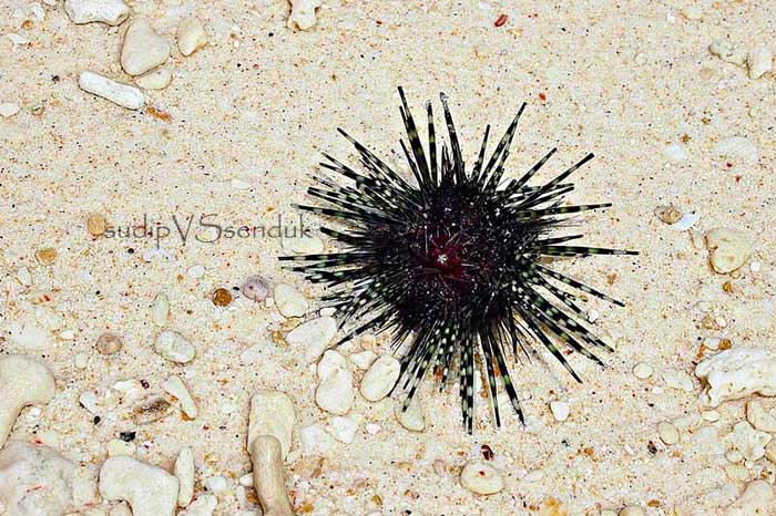 sudipVSsenduk: Pulau Pemanggil, Mersing Johor - Part 2