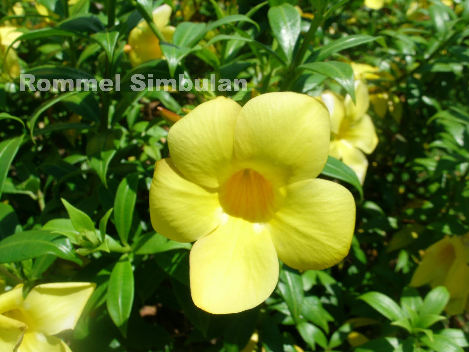 Through the Eyes of A Wanderer: Kampanilya at La Fortuna