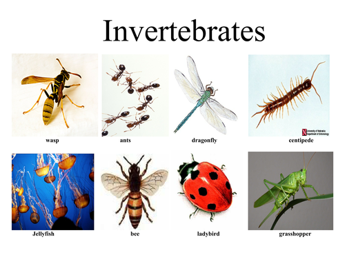 CBM CEIP PINTOR PEDRO CANO: "The Invertebrate Song"