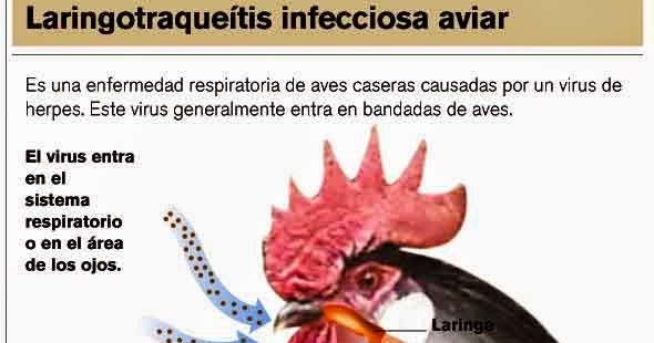 laringotraqueitis aviar: LARINGOTRAQUEITIS AVIAR