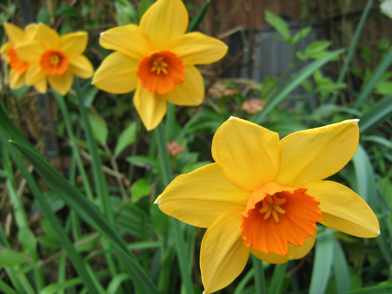 Plant Profiles: Daffodils
