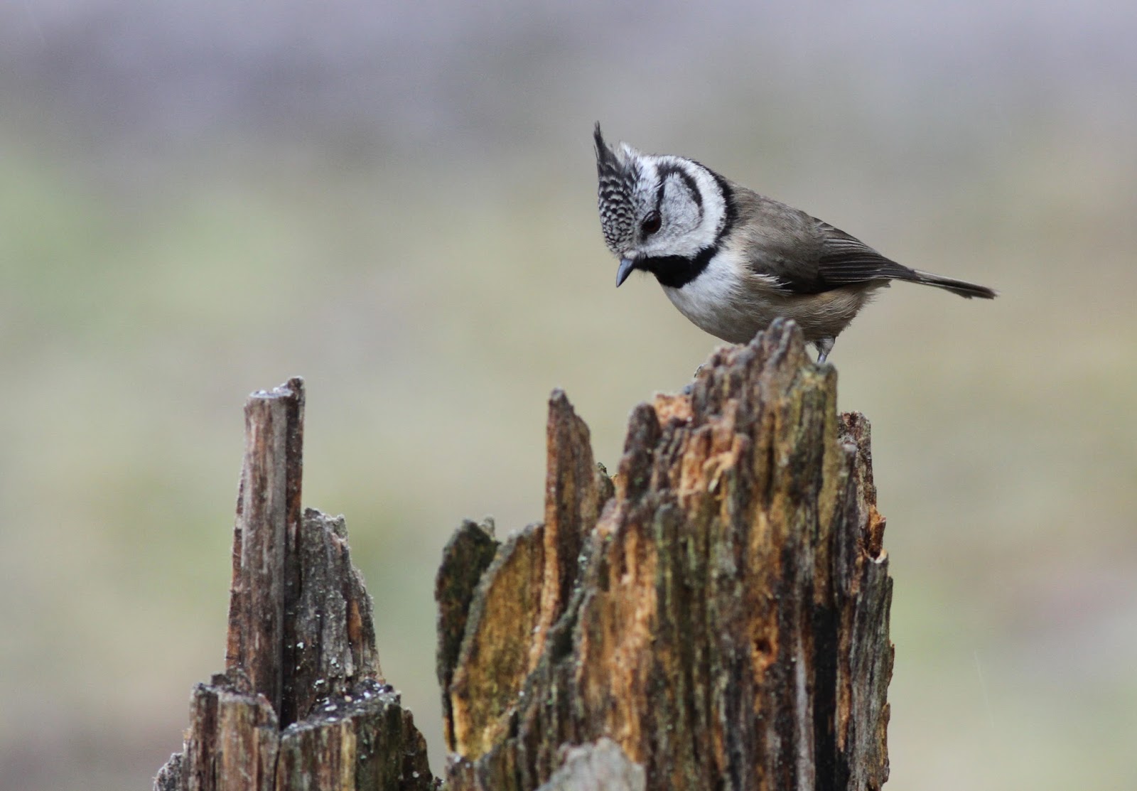 We Bird North Wales: Birding Blighty : Bird and Wildlife Watching in ...