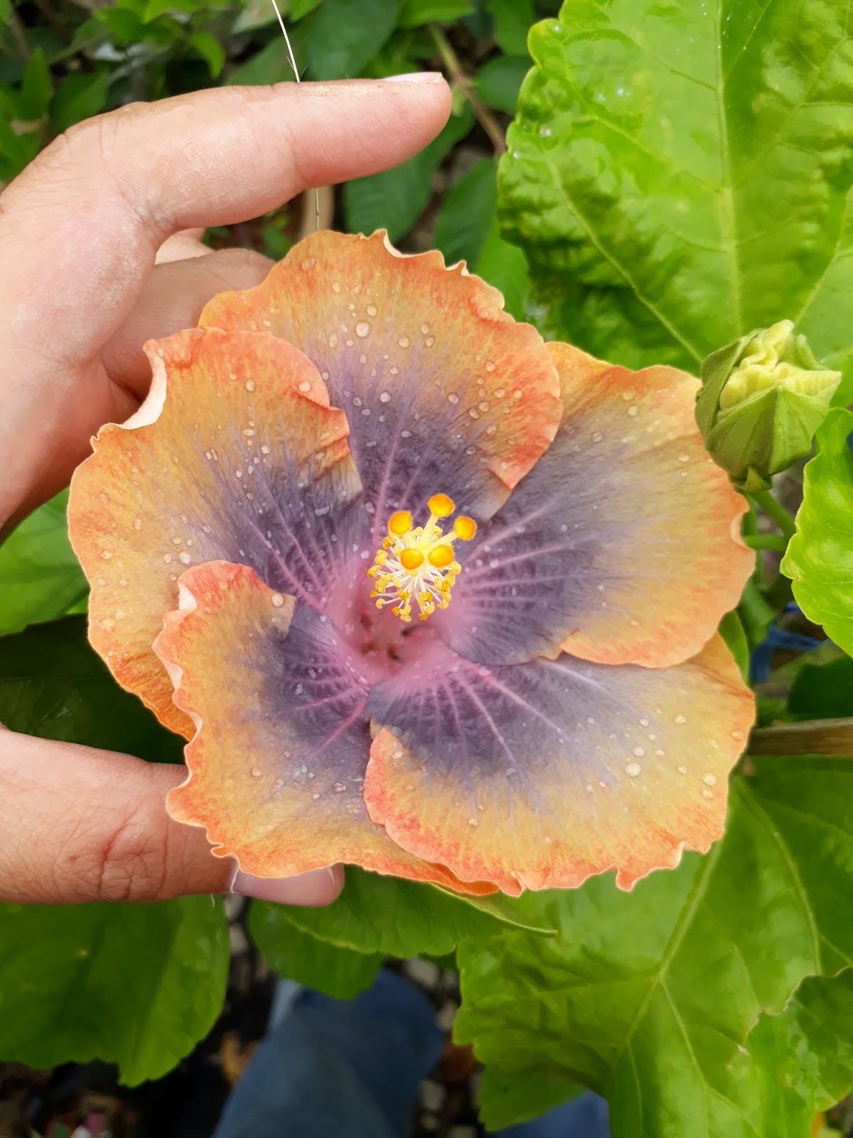 FANCY HIBISCUS THAILAND
