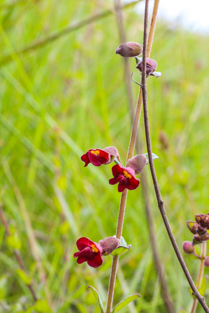 Pondoland C.R.E.W. Blog: Flowering now (November 2015)