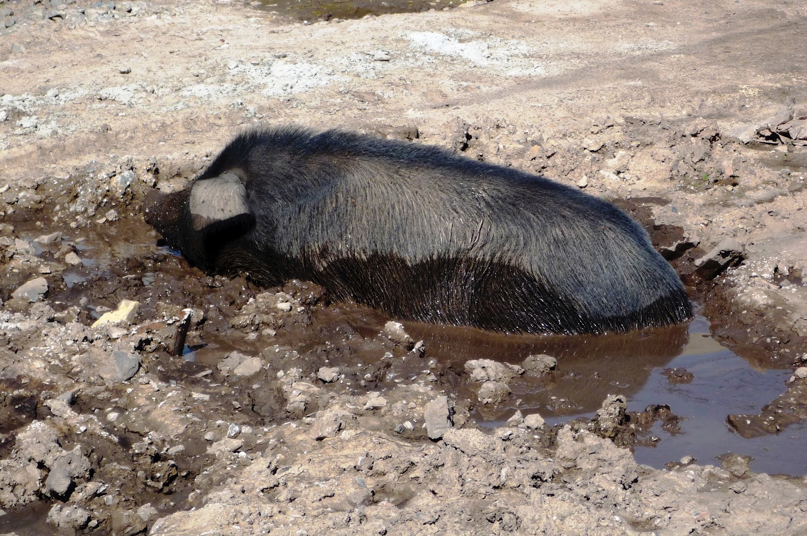 Highland-Tibetan Plateau: Introducing Hezuo, Gannan, Gansu China