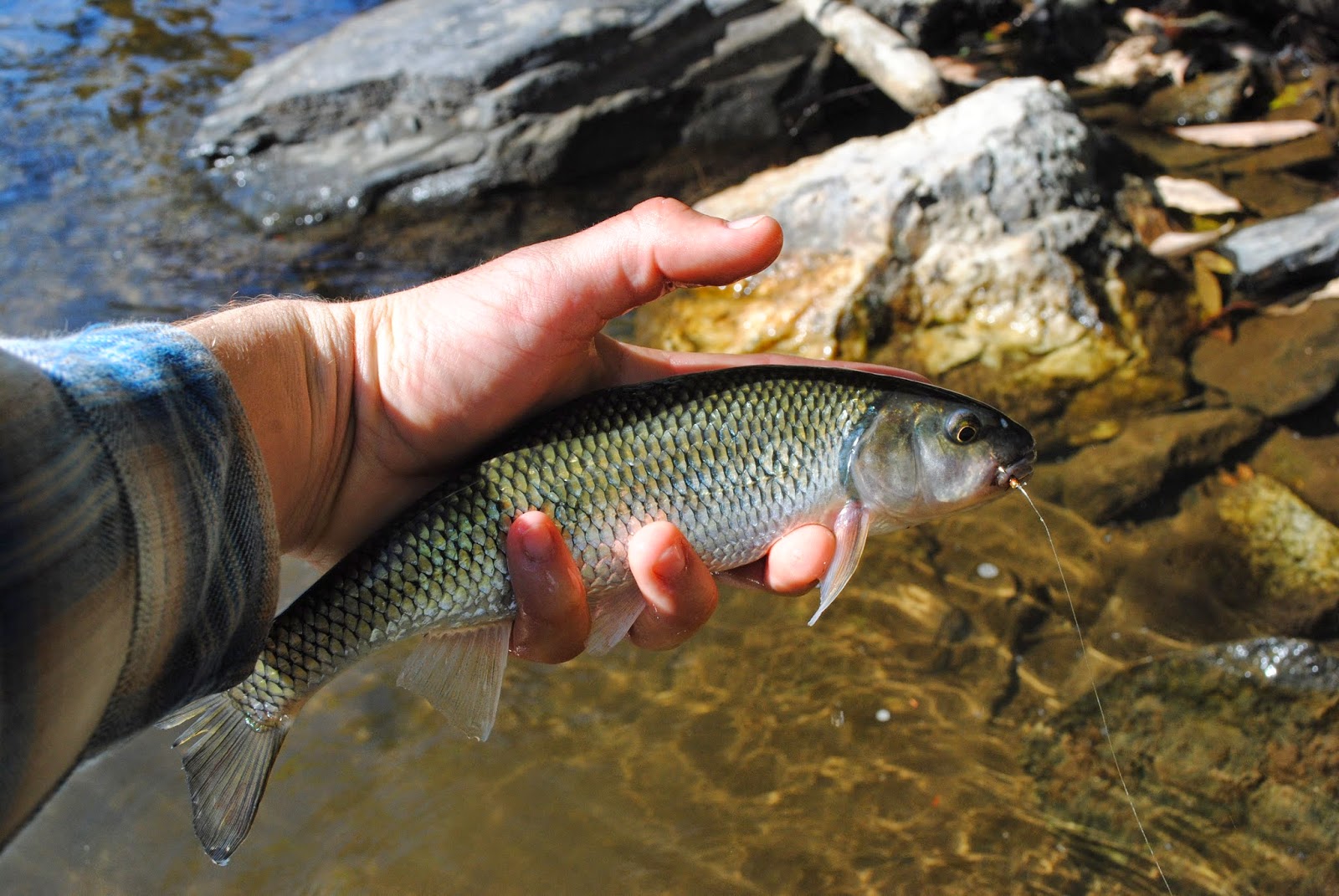 Adventures Afield: "TRASH FISH" OR SPORT FISH?