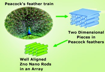 Anatomy of Peacock feather | Wonder Whizkids