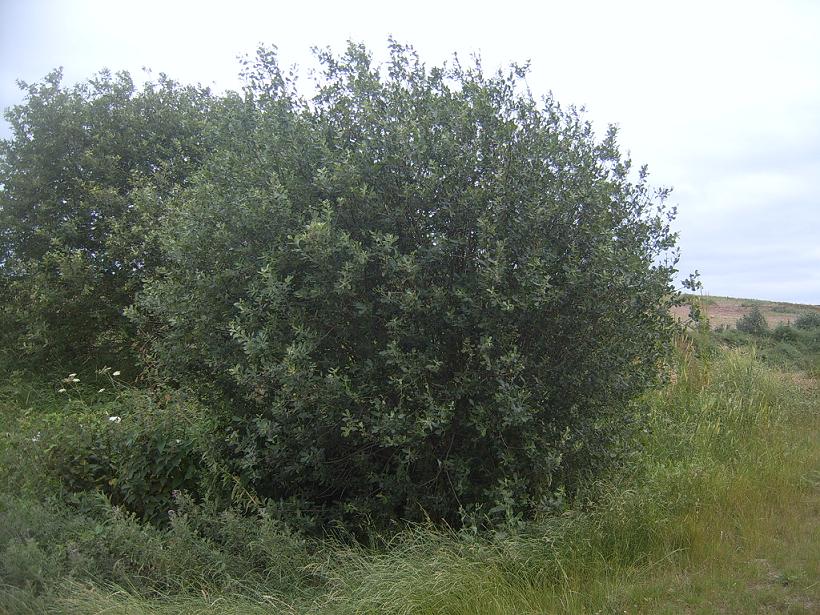 Grey Willow Trees / Shrubs | Magic Nature