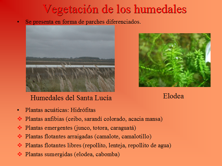 INFORMÁS 2012: BIOMAS DEL URUGUAY: Los humedales