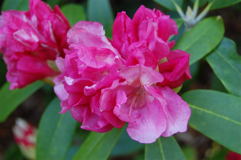 Capadia Designs: Flower and Photo Questions Answered