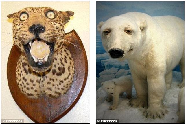 The animal zone: Get stuffed: The disturbing animals created when ...