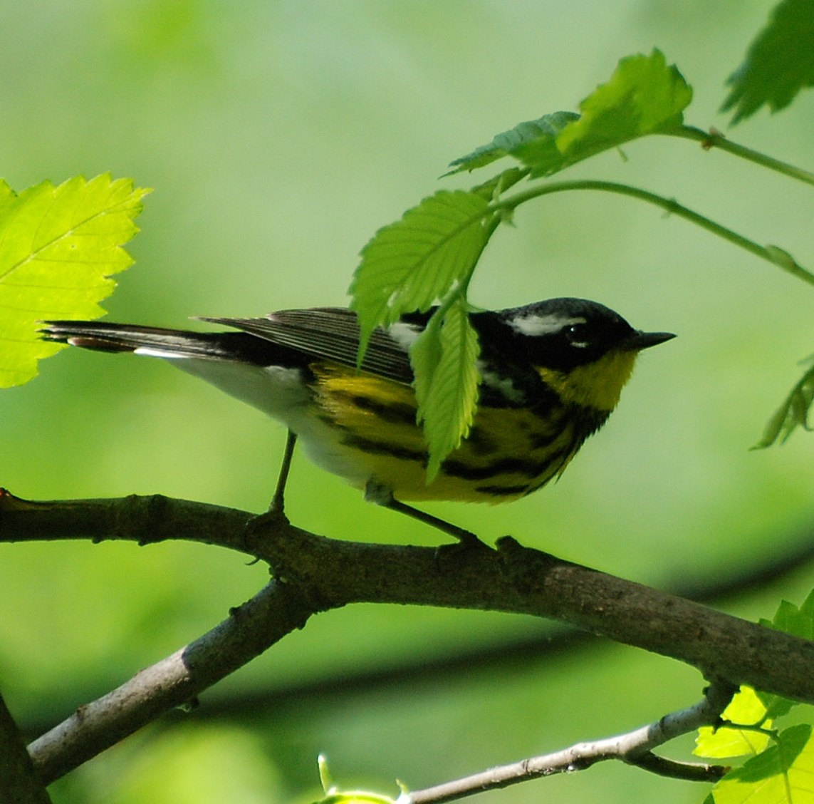 Birding Is Fun!: In Love With Birds