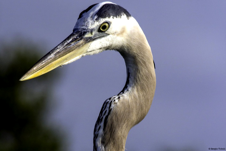 Bellas Aves de El Salvador: Ardea herodias (garza ceniza o azulada ...
