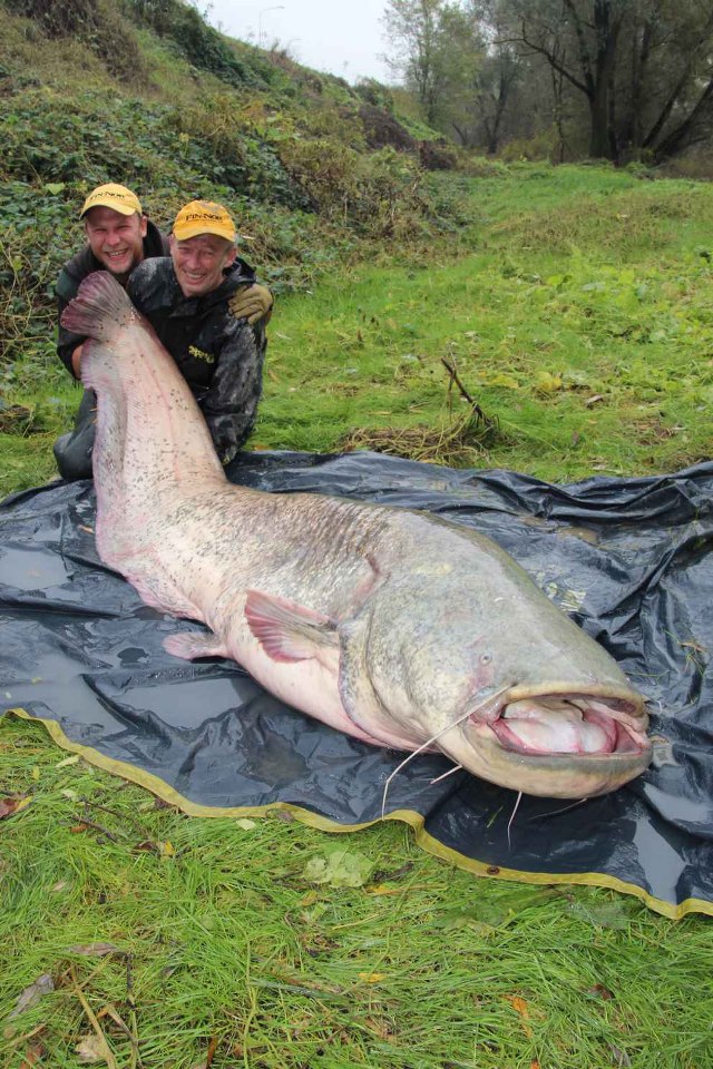 Nieuw wereldrecord meerval Po 117,5 kg