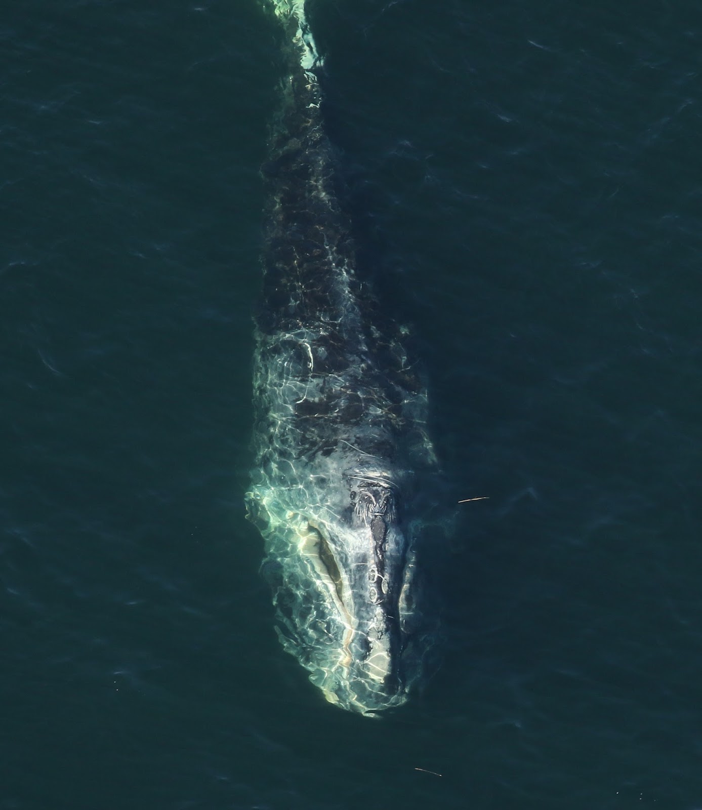 Right Whale Research Blog