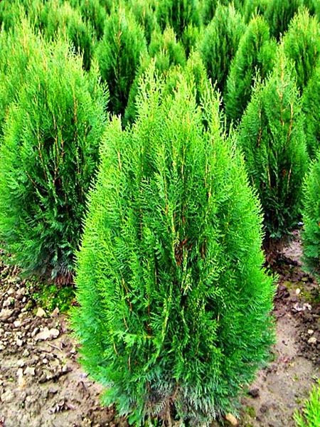 Taman Herbal Lawu: Cemara Kipas