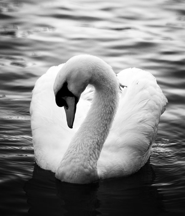 Mists of Manannán: Brighid – Goddess of Swans and Poetry