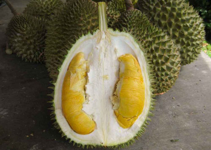 11 Jenis Buah Durian Popular dan Digemari di Malaysia