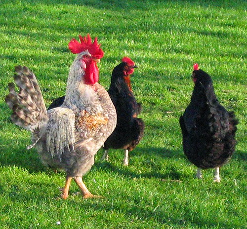 Behind the French Menu: Coq au Vin, the Traditional Version is Much ...