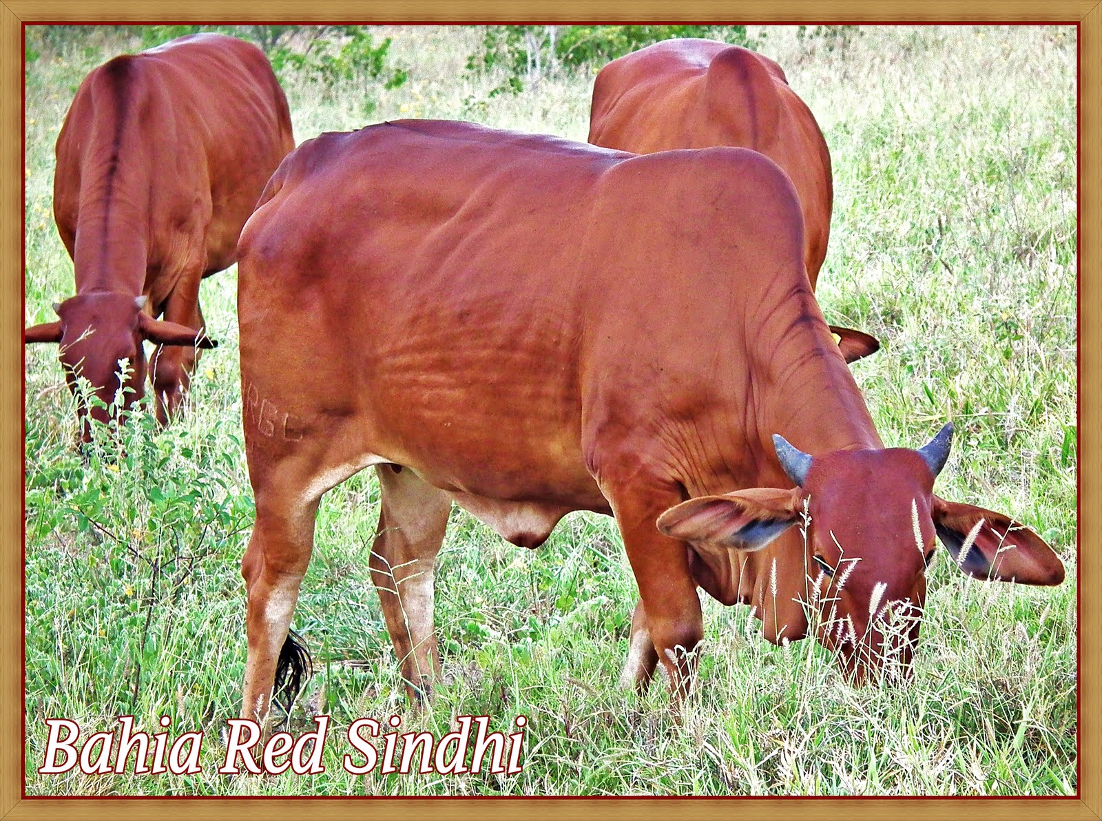 Bahia Red Sindhi: BAHIA RED SINDHI