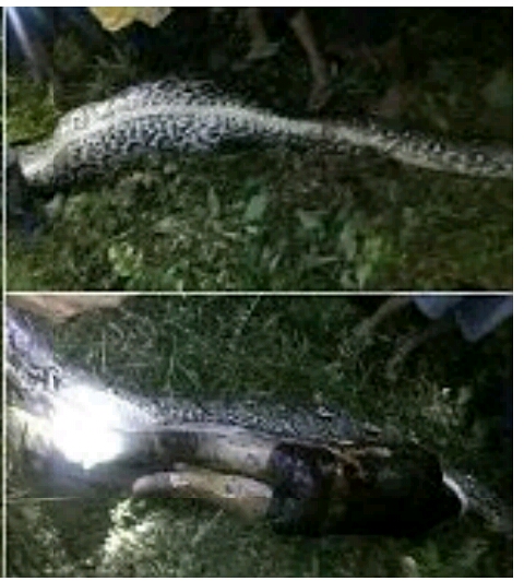Python Swallows A Man Whole In Indonesia