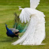 White Peacock fight with other Peacock | Most Beautiful Images
