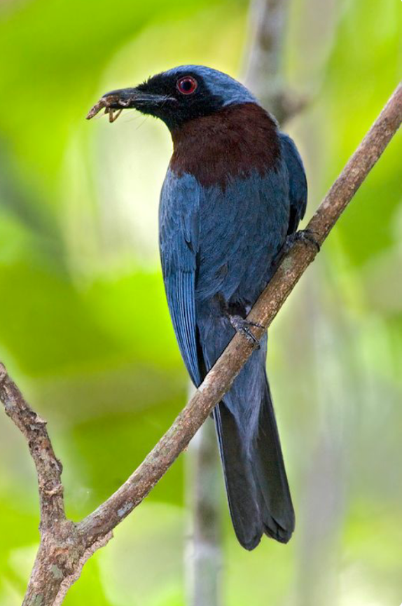 Birds in Thailand: Maroon-breasted Philentoma