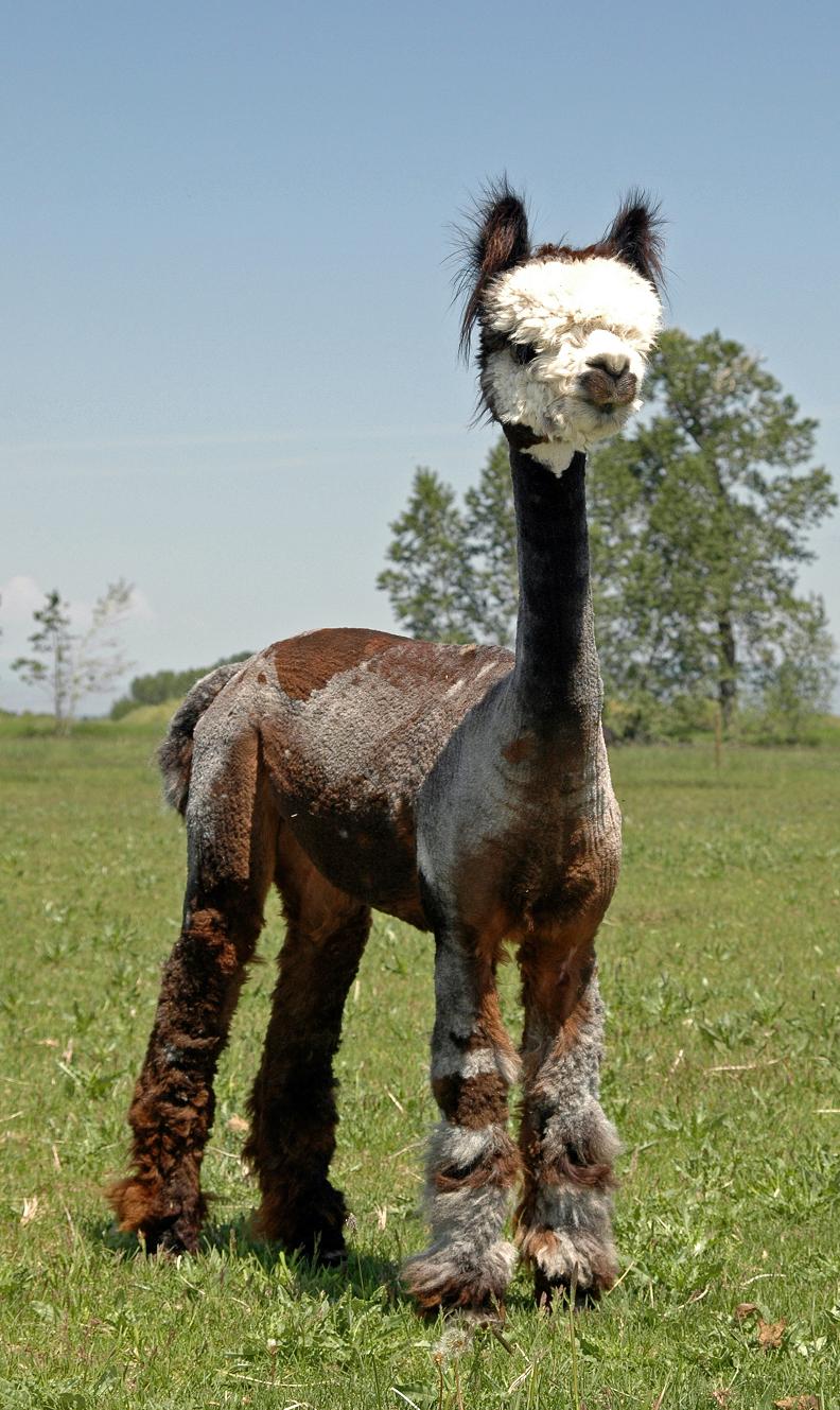 Finding the Right Male for Your Breeding Program – Alpacas of Montana