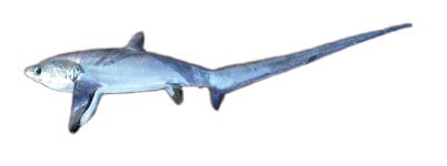 Mengenal Ikan Hiu Tikus (Terancam Punah)