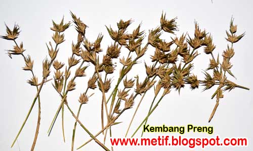 Manfaat Bunga Bambu atau Kembang Pring - Media Edukatif