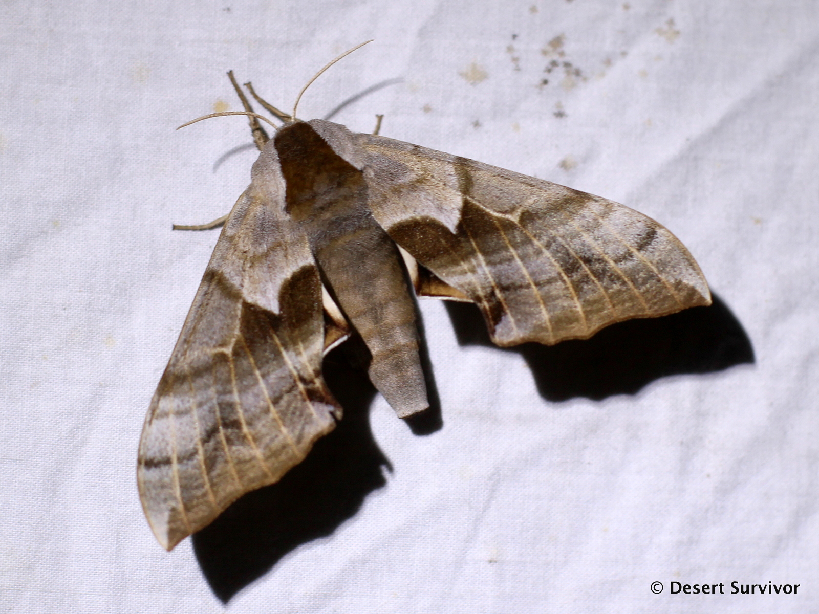 Desert Survivor: National Moth Week
