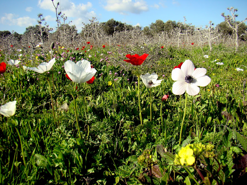 PazzaPazza: KALANIT - ISRAEL'S MOST BELOVED FLOWER