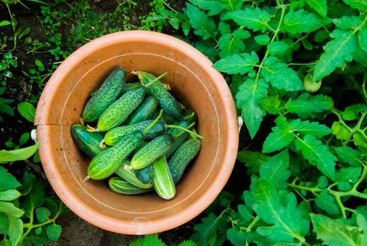 Love you! Gardening: 10 most easy to grow vegetables for beginners