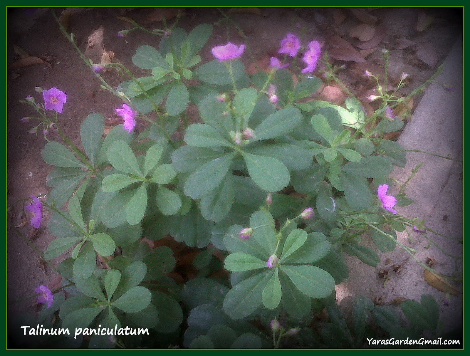 YarasGarden: Talinum paniculatum